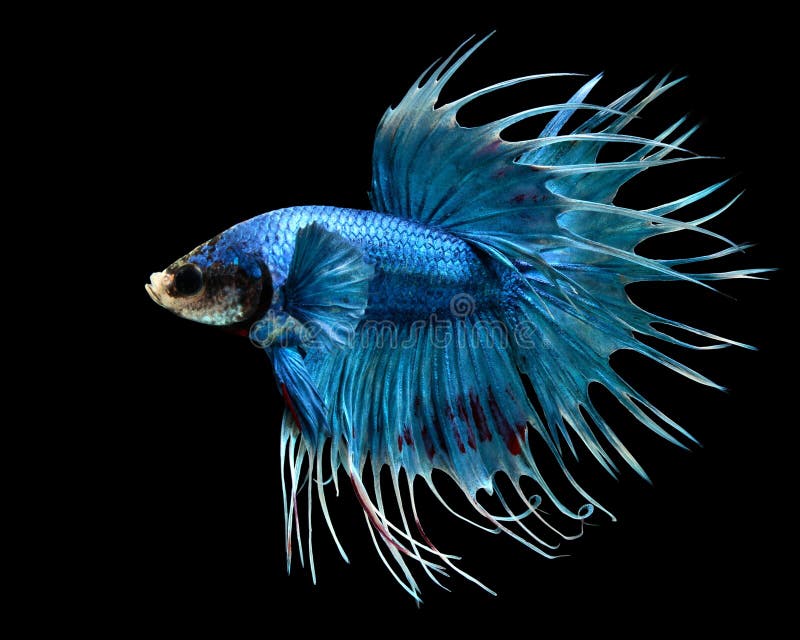 Male Crowntail Betta Fish Isolated on a Black Background Stock Image ...
