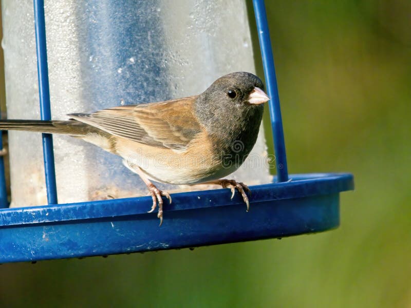 Male dark-eyed junco stock image. Image of backyard - 209124715