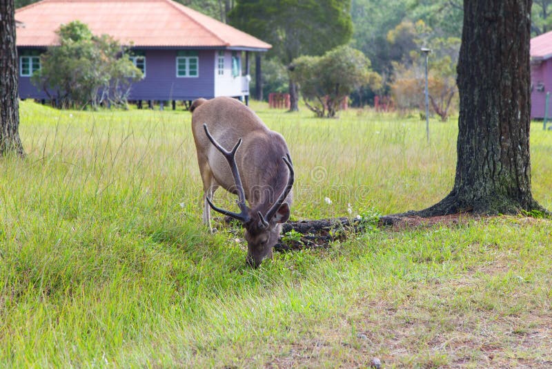 Dear forest life. stock photo. Image of dear, park, forest - 92480952