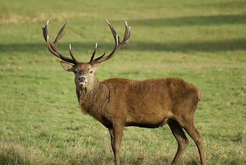 Male Deer stock image. Image of mammal, wildlife, wild - 1682097