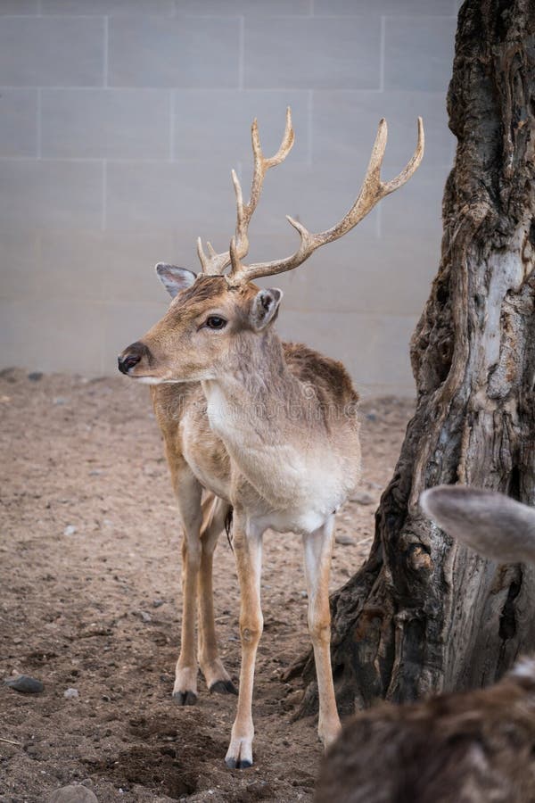 Male Deer with Beautiful Antler Stock Photo - Image of spot, deer: 46915982