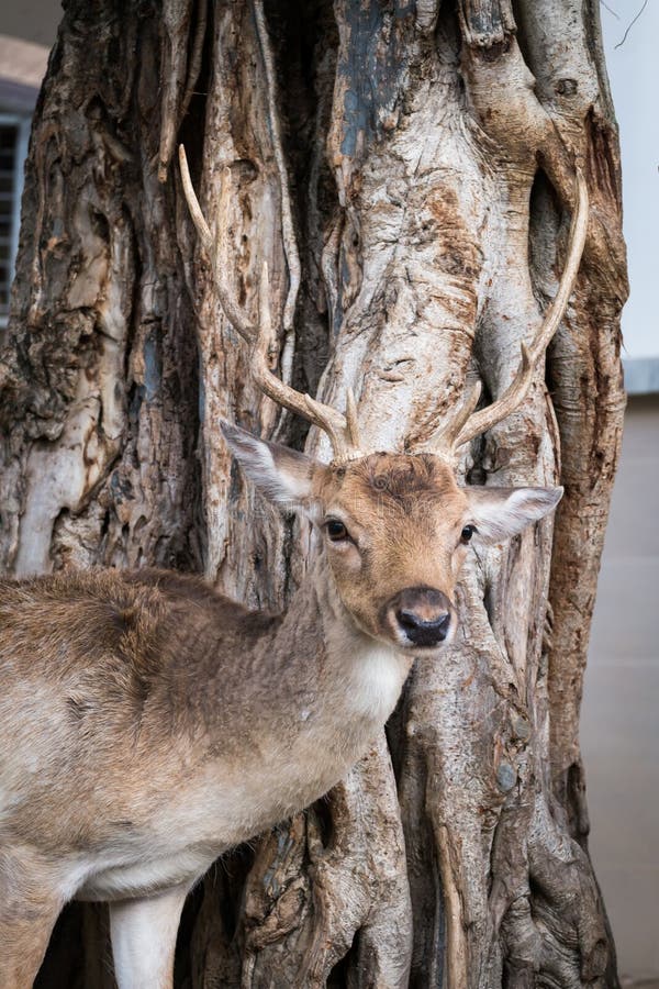 Male Deer with Beautiful Antler Stock Photo - Image of cervus, hunting ...