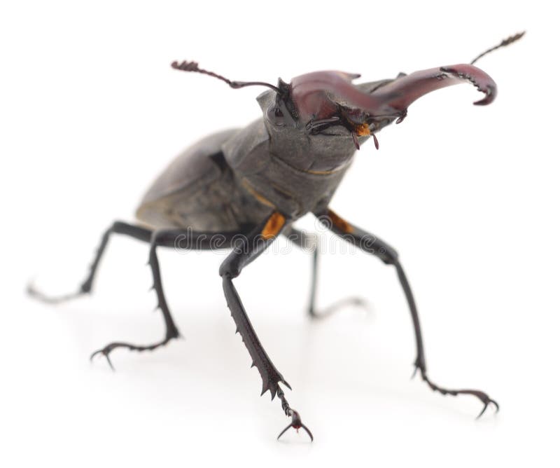 Bug (Oryctes Nasicornis stock photo. Image of macro - 297268572