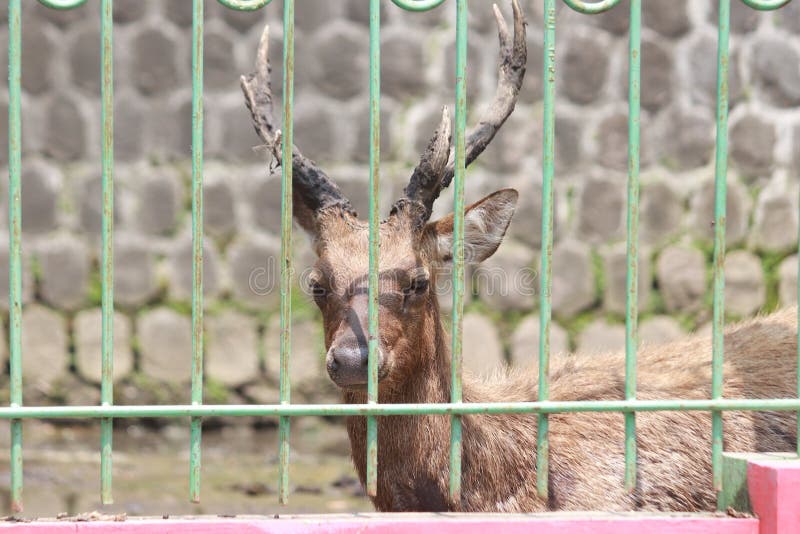The male deer in cage stock photo. Image of recreation - 266166508