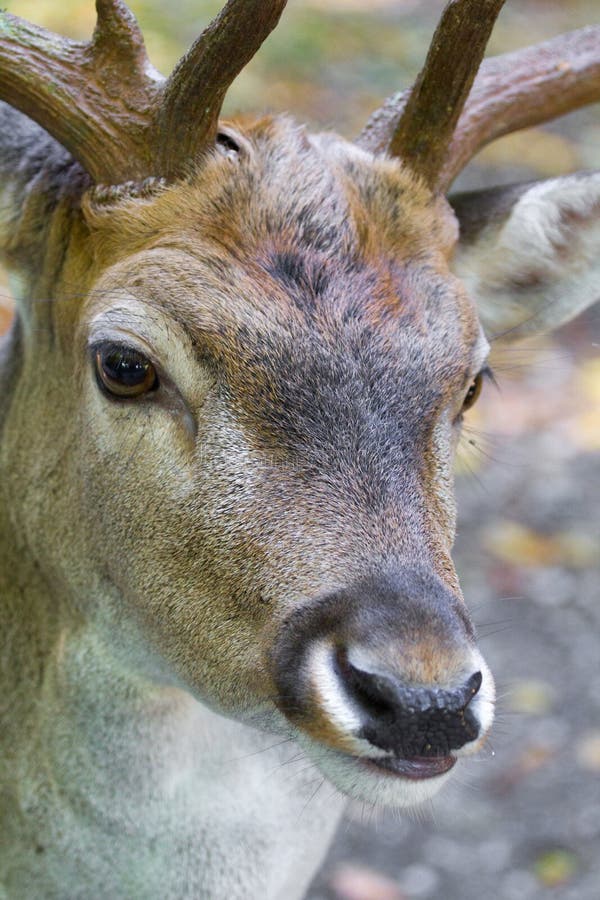 Male deer close up stock image. Image of face, portrait - 35911375