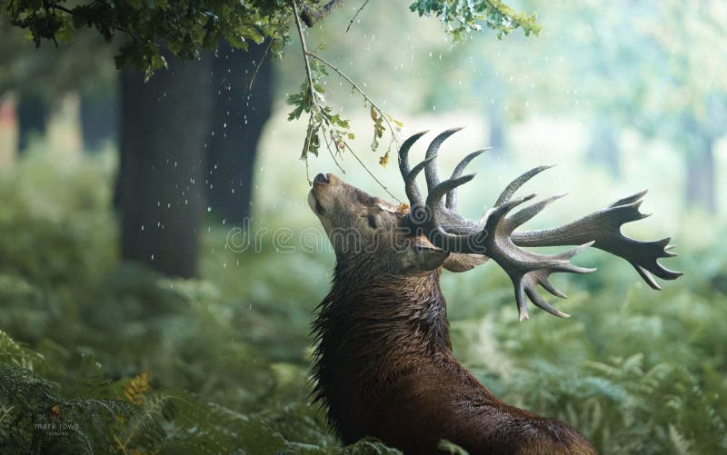 Male Deer Eating from Tree Under Rain Stock Photo - Image of plants ...