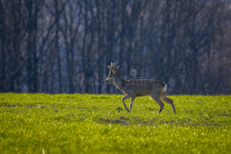 A Male Deer in the Field of Wheat Stock Photo - Image of outdoor ...