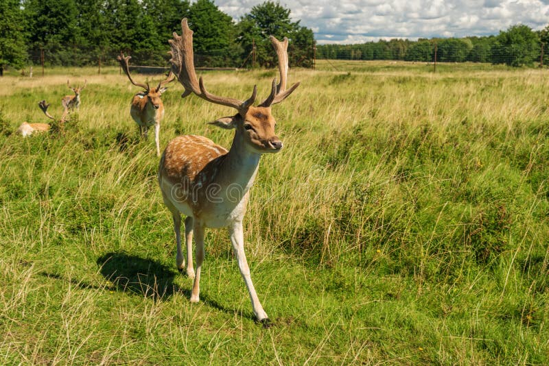 Male deer grazing in field stock image. Image of observation - 80224527