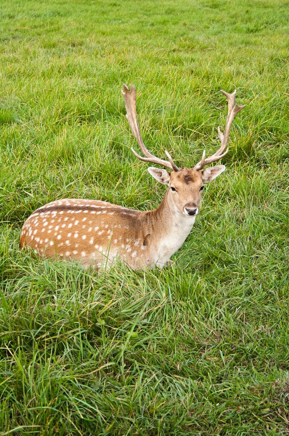 Male deer on green grass stock image. Image of peaceful - 21304979