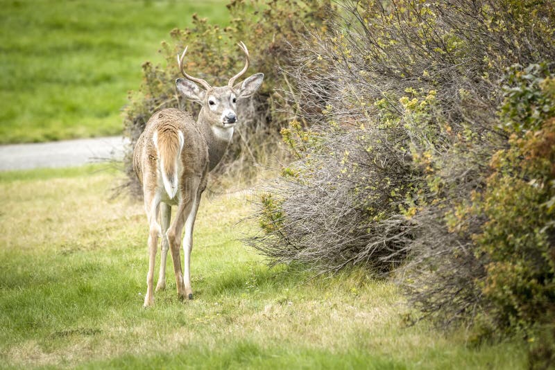 Male Deer Looks Back at the Camera Stock Photo - Image of natural ...