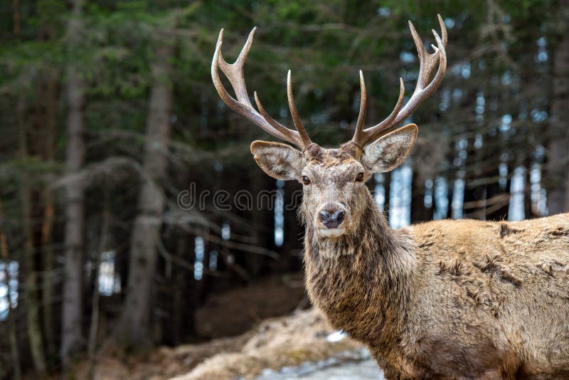 Male Deer Portrait while Looking at You Stock Photo - Image of flora ...