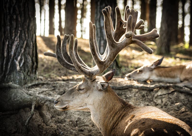 Male Deer Resting in the Deep Forest. Stock Photo - Image of nature ...