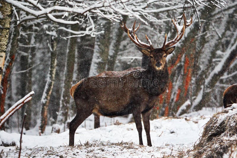 Male Deer in a Snowy Forest in Belarus Stock Image - Image of animal ...