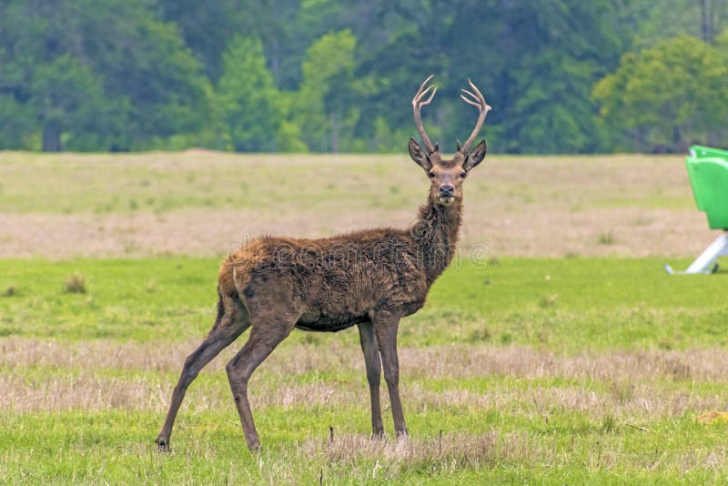 Wild Doe Deer in State Park Stock Image - Image of green, tail: 229268005