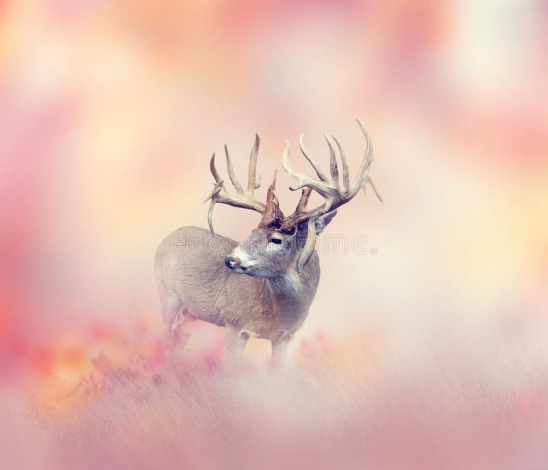 Male deer in tall grass stock photo. Image of outdoors - 242941186