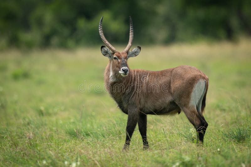 Male Defassa Waterbuck Stands with Head Turned Stock Image - Image of ...