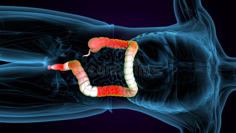 Male Digestive System Inner Parts Anatomy. 3d Render Stock Illustration ...