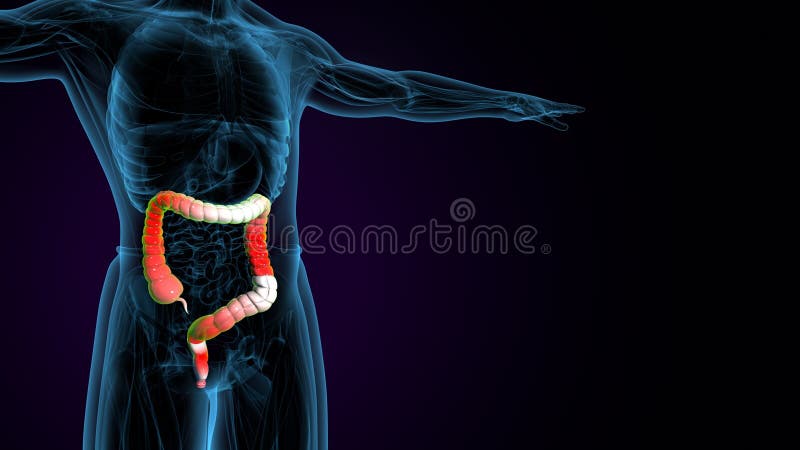Male Digestive System Inner Parts Anatomy. 3d Render Stock Illustration ...
