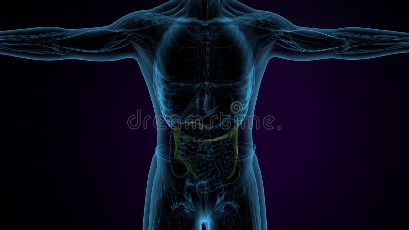 Male Digestive System Inner Parts Anatomy. 3d Render Stock Illustration ...
