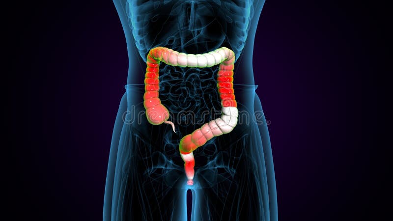 Male Digestive System Inner Parts Anatomy. 3d Render Stock Illustration ...