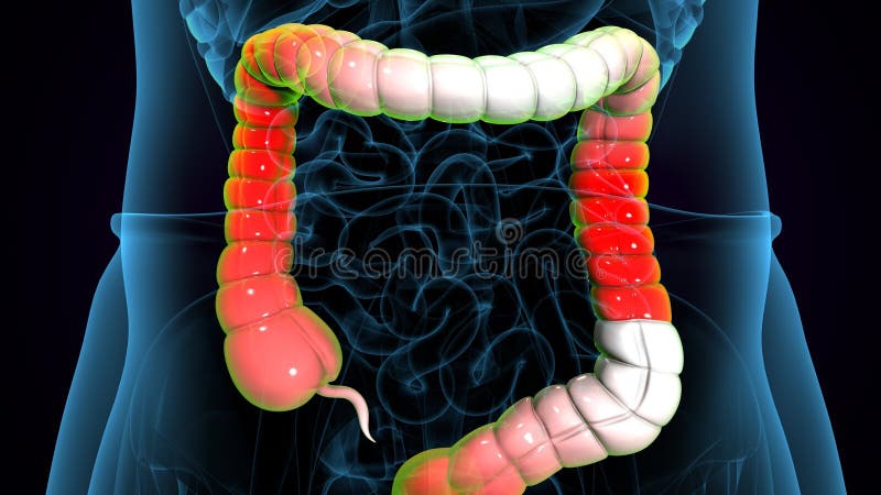 Male Digestive System Inner Parts Anatomy. 3d Render Stock Illustration ...
