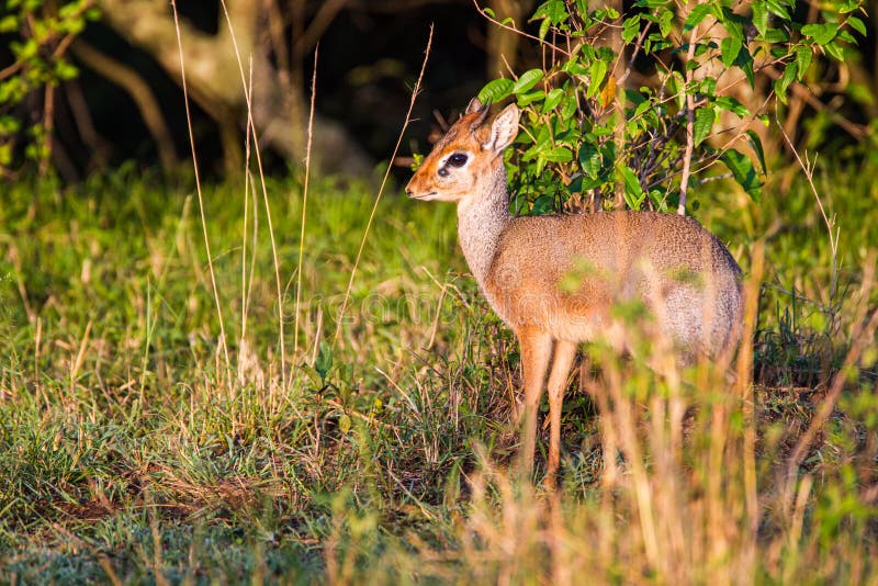 A Male Dik-dik Walking through the Undergrowth Looking for a Female in ...