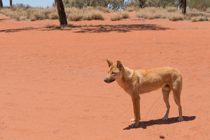 Wild Dingo Creeping / Stalking in Red Centre Australia Stock Photo ...