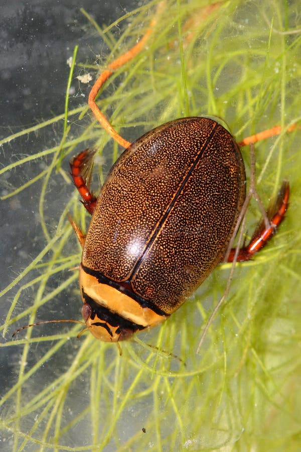 Male Diving Beetle (Graphoderus Bilineatus) in a Natural Underwater ...