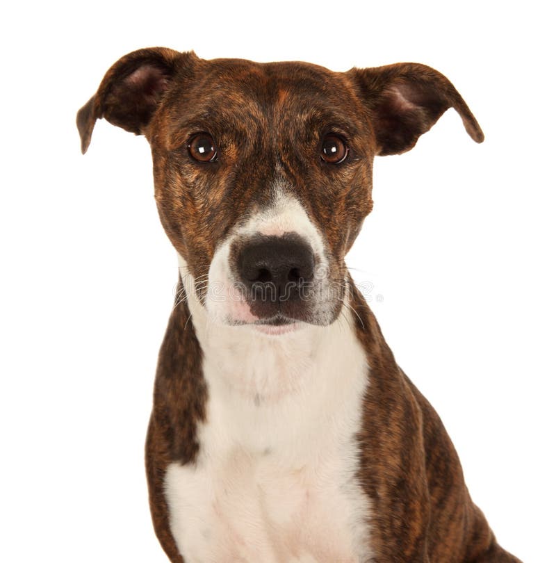 Male Dog stock photo. Image of staffordshire, rescue - 14609820