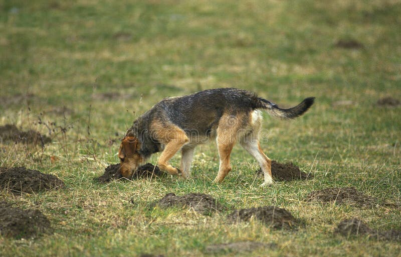 Male Dog Smelling Ground stock photo. Image of standing - 196846684