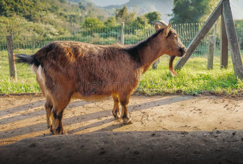 Male Domestic Goat stock photo. Image of environment - 347562728