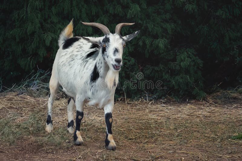 Male Domestic Goat - Buck stock photo. Image of horned - 300098544