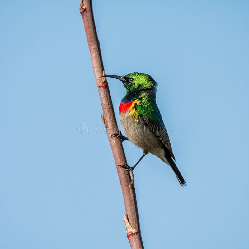 Double-collared Sunbird stock photo. Image of africa - 118331088