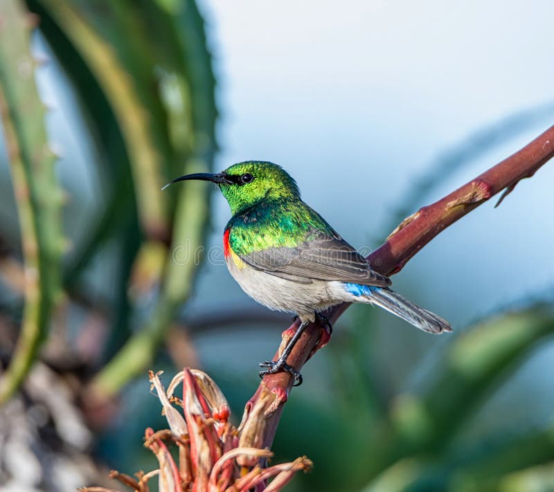 Double-collared Sunbird stock photo. Image of african - 118332306