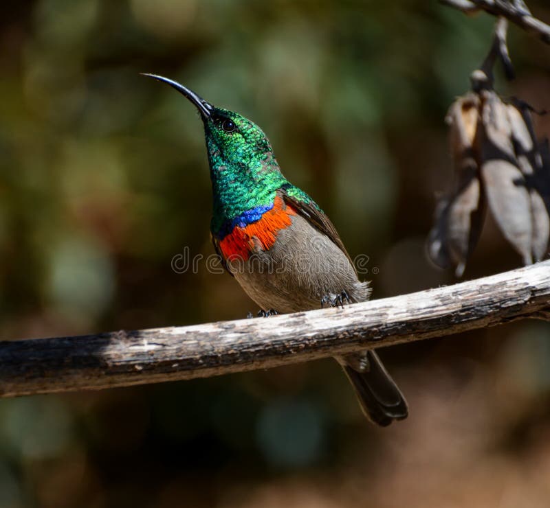 Male Double-collared Sunbird Stock Image - Image of bright, close: 92090529