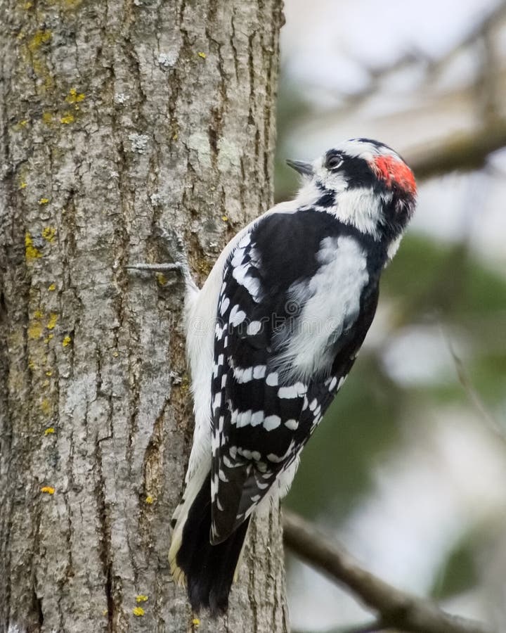 Male Downy Woodpecker Pecking on a Tree Stock Image - Image of aves ...