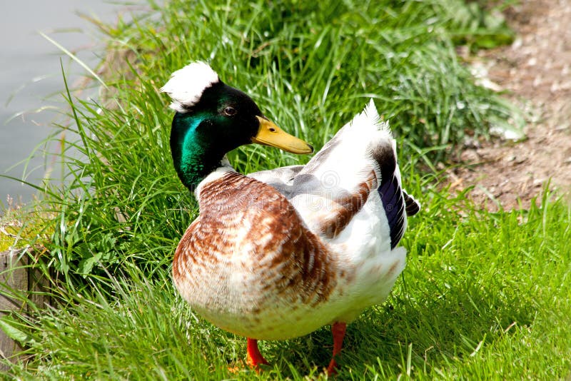 Male duck stock photo. Image of green, ornithology, quack - 16026848