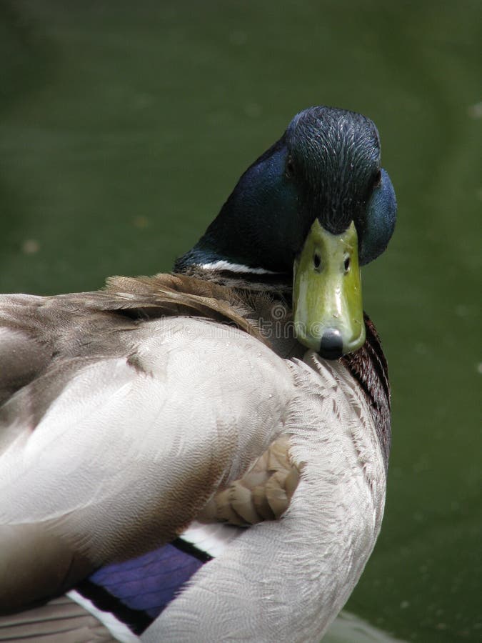 Male Drake Heavy White Pekin Duck Also Known As Aylesbury Or Long ...