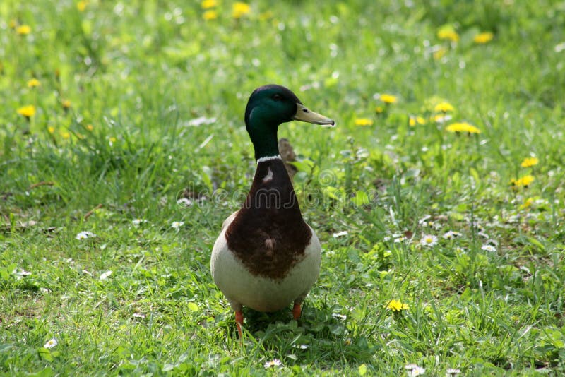 Female Duck Side View with Head on Back on Green Background Stock Photo ...