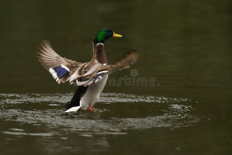 Male of Duck is Going Down. Stock Image - Image of blue, beatiful: 53231953