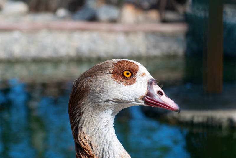 Male Duck Head Shot stock photo. Image of palomino, blood - 30429244