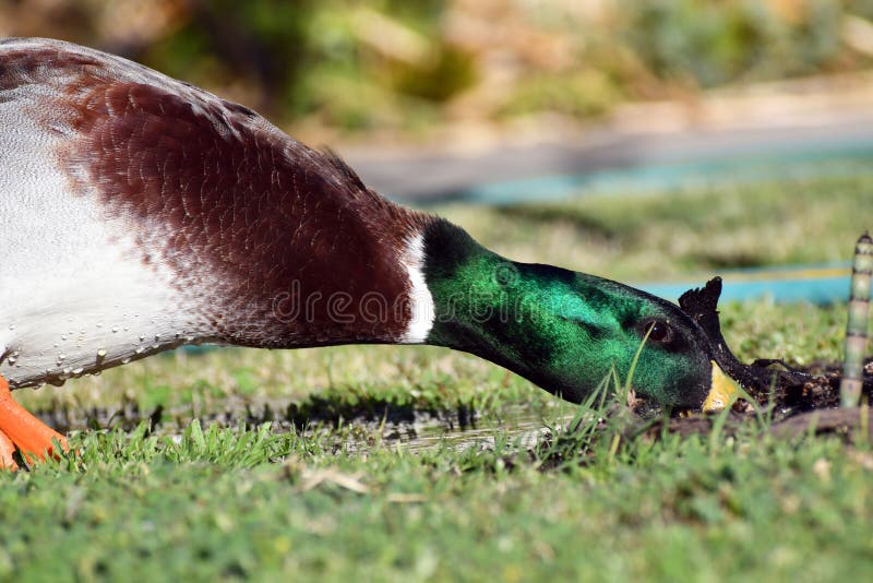 Male Duck Looking for His Food and Grass Stock Image - Image of cute ...