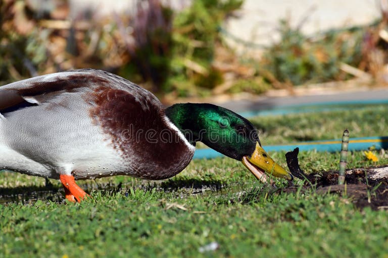Male duck with mouth open stock photo. Image of feather - 190847036