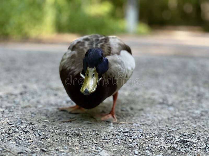 Quacky Stock Photos - Free & Royalty-Free Stock Photos from Dreamstime