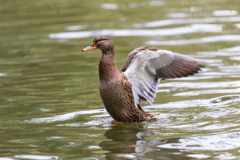 A Male Duck on a Pond Waving Its Wings Stock Image - Image of summer ...