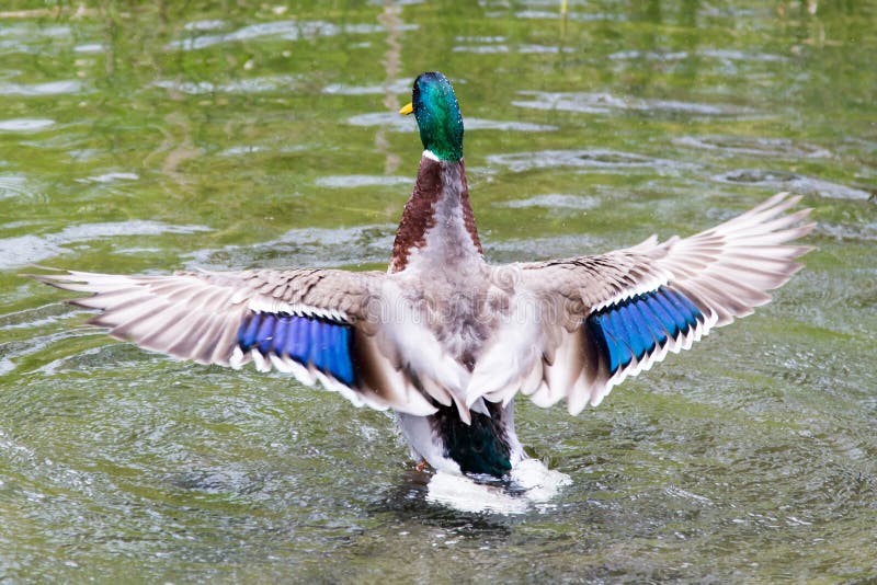 Male Duck Showing Off Wings Stock Image - Image of river, nature: 55003529
