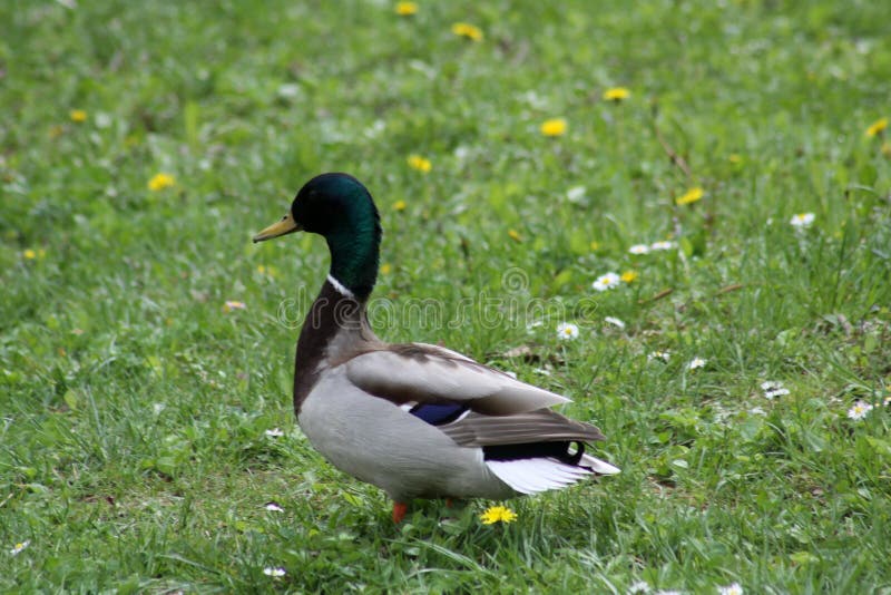 Female Duck Side View with Head on Back on Green Background Stock Photo ...