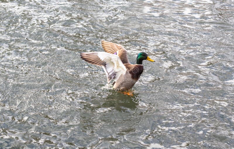 Male duck stock photo. Image of ducks, flight, duck, green - 82702020