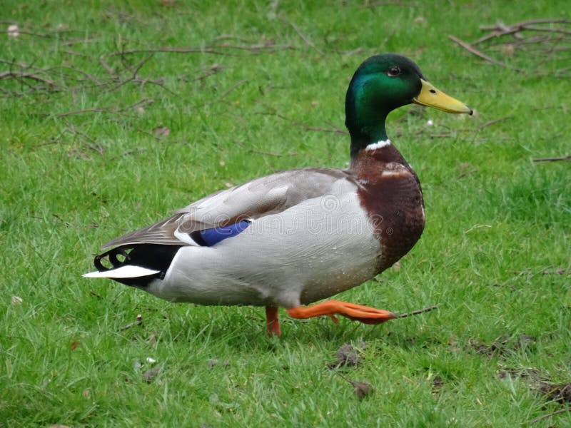 Duck walk on the grass. stock image. Image of animal - 27686071