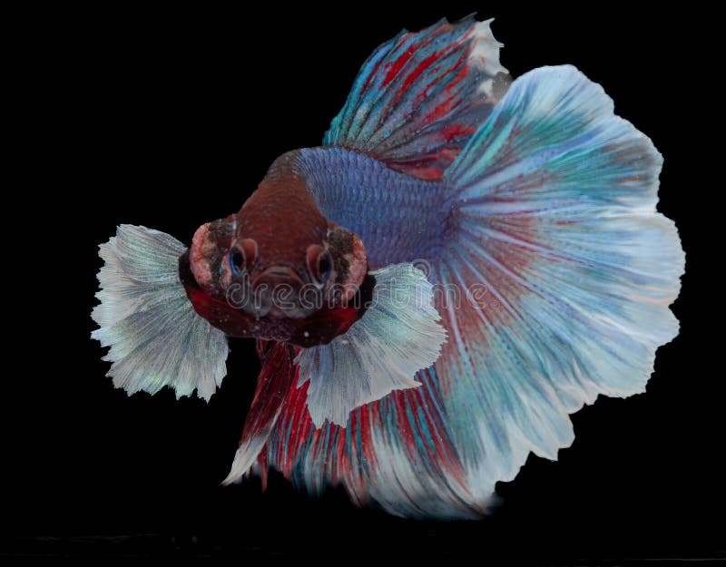 Male Dumbo Ear Halfmoon Betta Photography Stock Photo - Image of betta ...